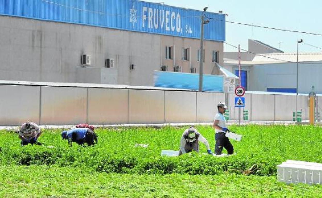 Un nuevo positivo eleva a once los infectados en la fábrica de El Raal | La Verdad